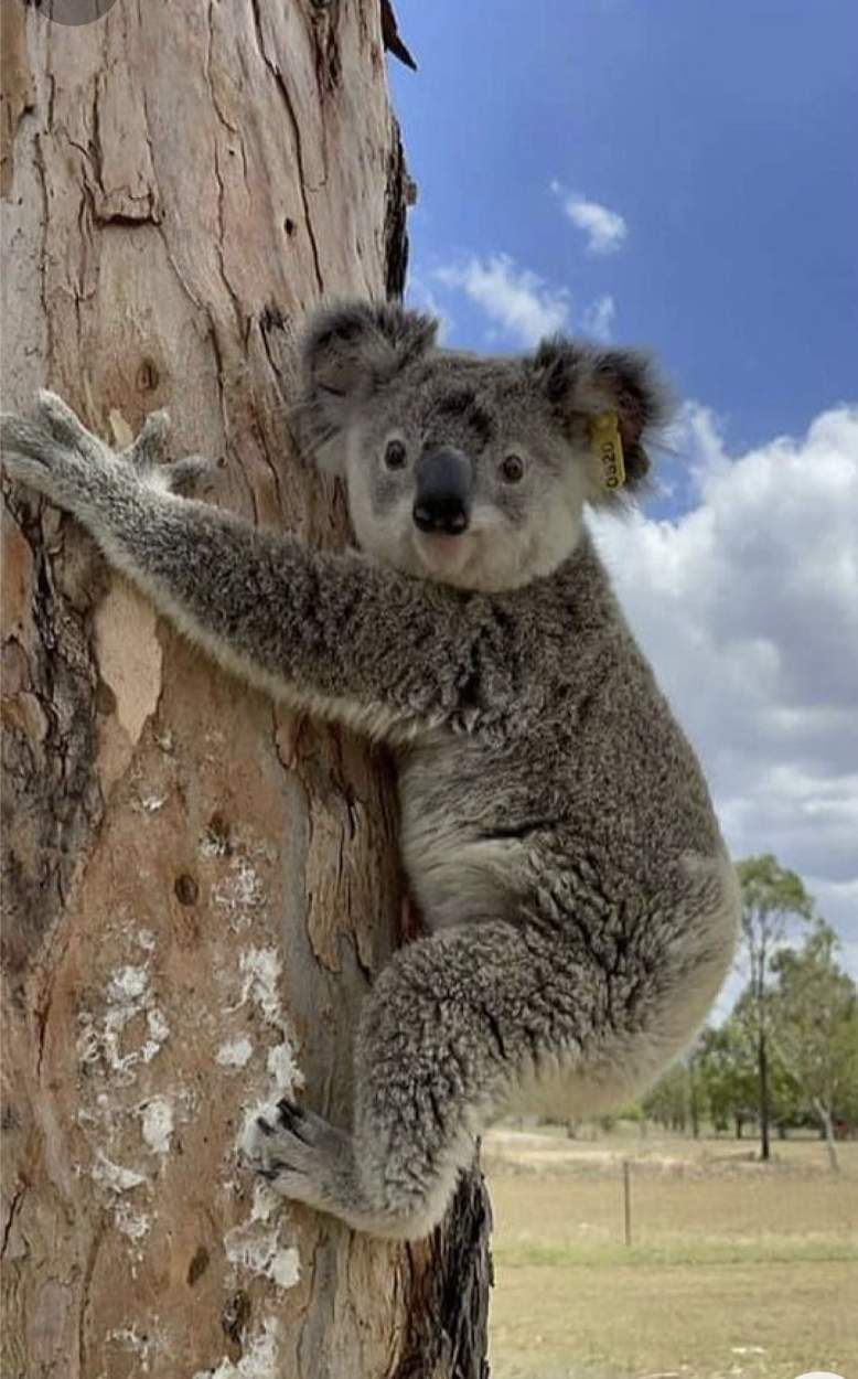 Solve koala jigsaw puzzle online with 60 pieces