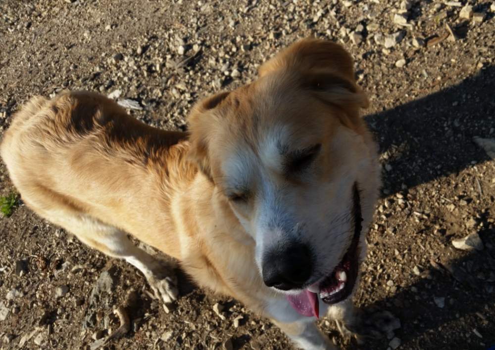 Solve What did the polite pup always say? jigsaw puzzle online with 12 ...