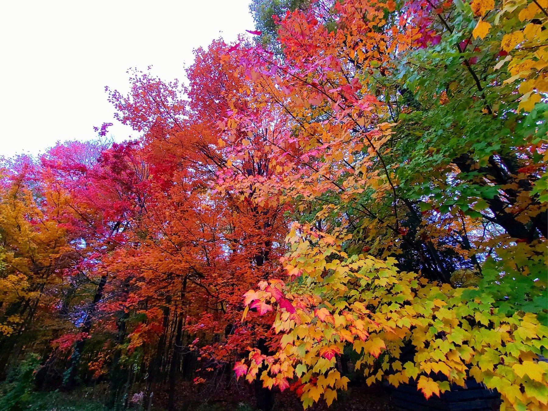 Solve Fall leaves in Monson, MA , 2022 jigsaw puzzle online with 63 pieces