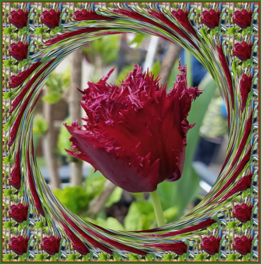 Jigsaw Puzzle | 9 pieces | 4.5.2025 - Tulipán / Tulip | Jigidi