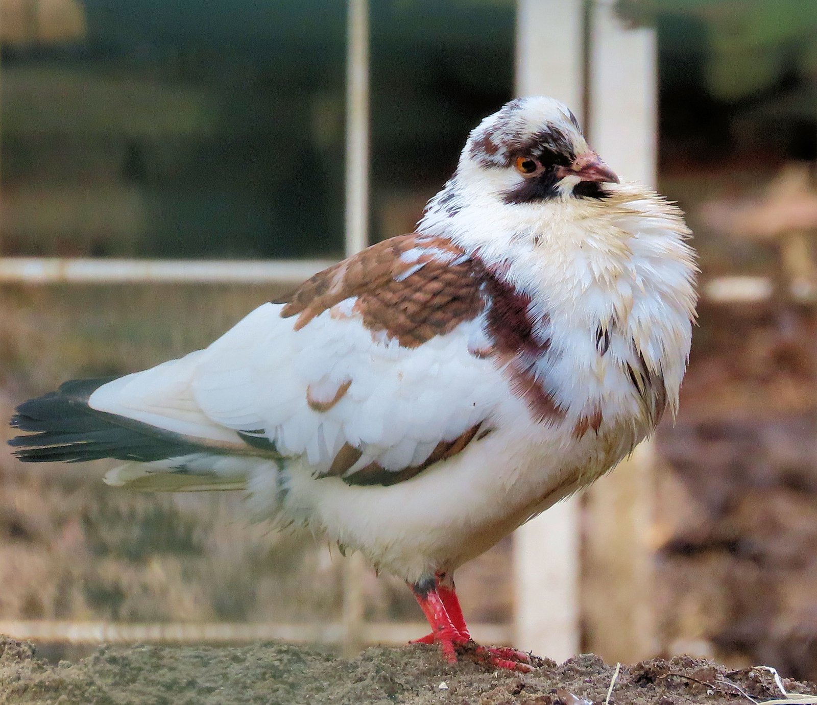 Solve fancy pigeon (sierduif) jigsaw puzzle online with 56 pieces