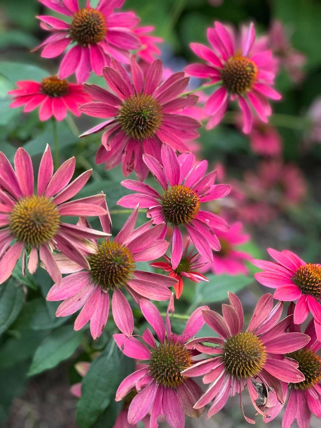 Solve Beautiful cone flowers challenge jigsaw puzzle online with 108 pieces