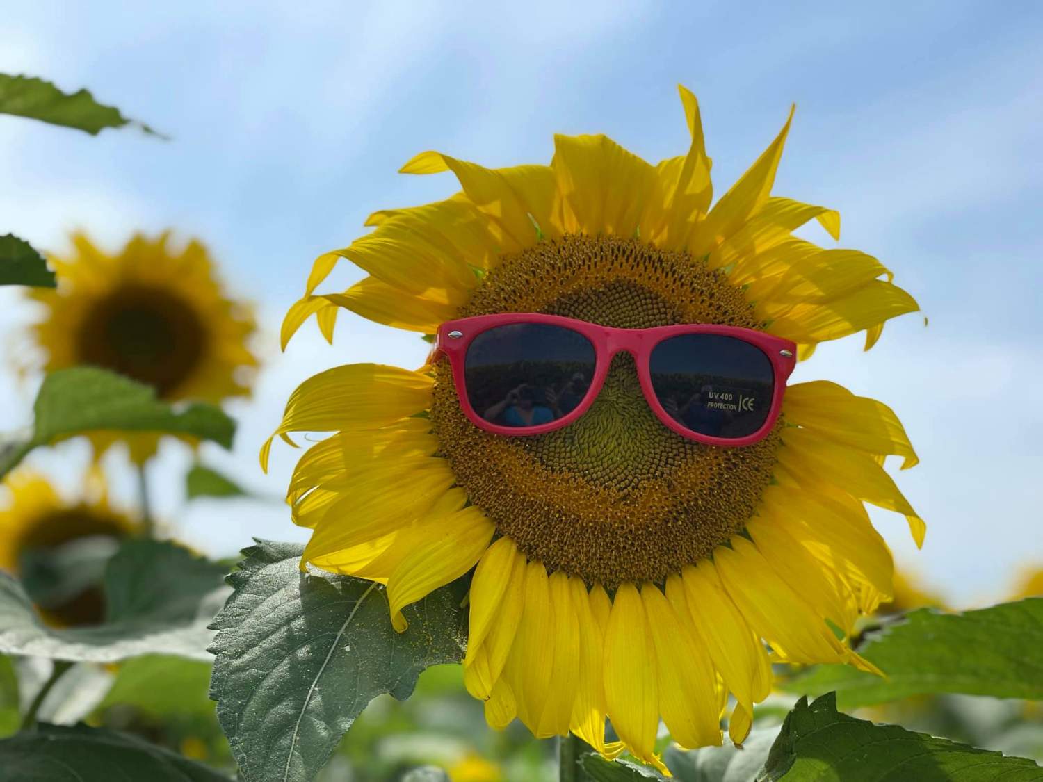 Solve CUTE SUNGLASSES jigsaw puzzle online with 63 pieces