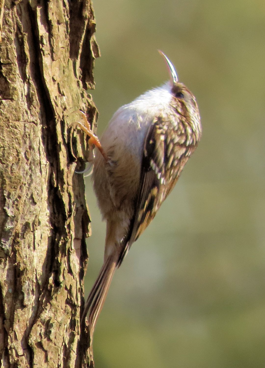 Jigsaw Puzzle | 54 pieces | short-toed treecreeper (boomkruiper) | Jigidi