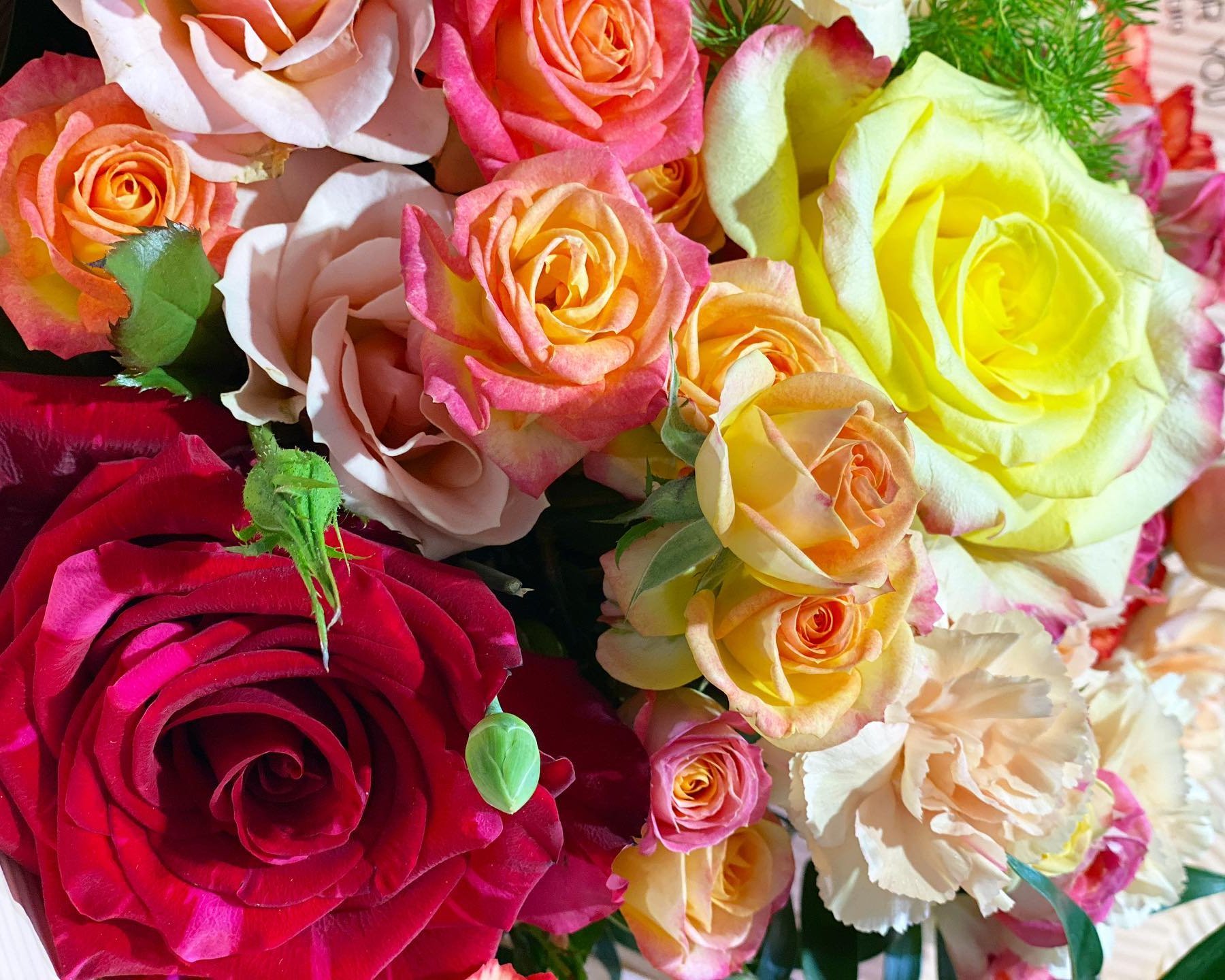 Solve roses jigsaw puzzle online with 594 pieces