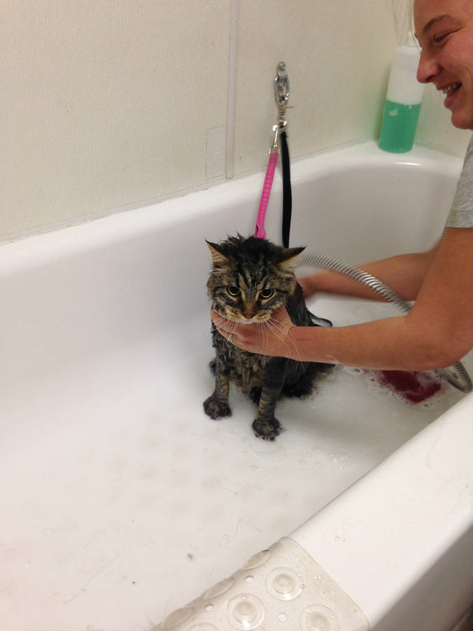 Jigsaw Puzzle | Murphy's taking a bath. He looks like a little kitten ...