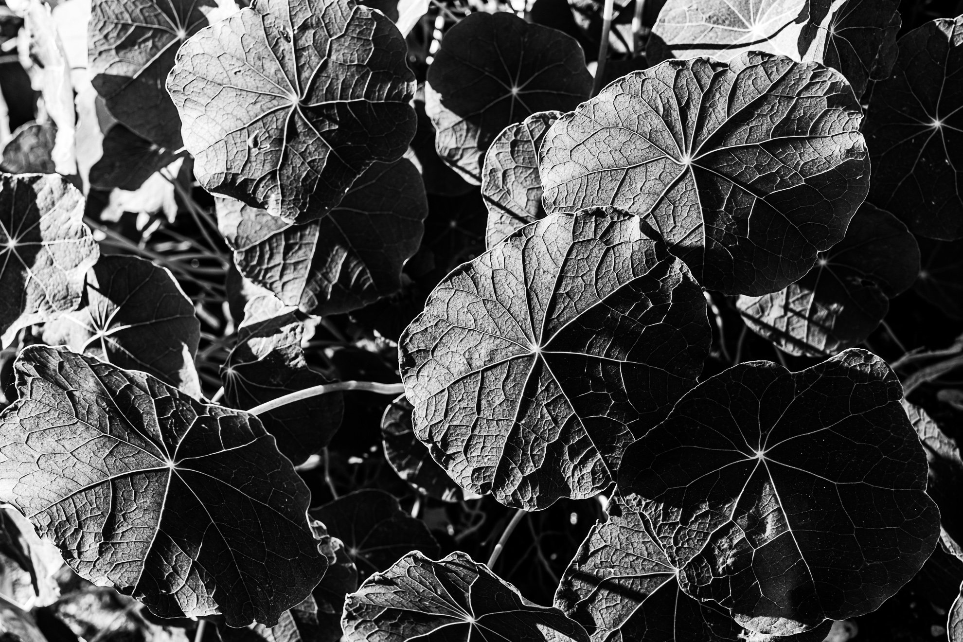 Solve Black and White - Structures jigsaw puzzle online with 126 pieces