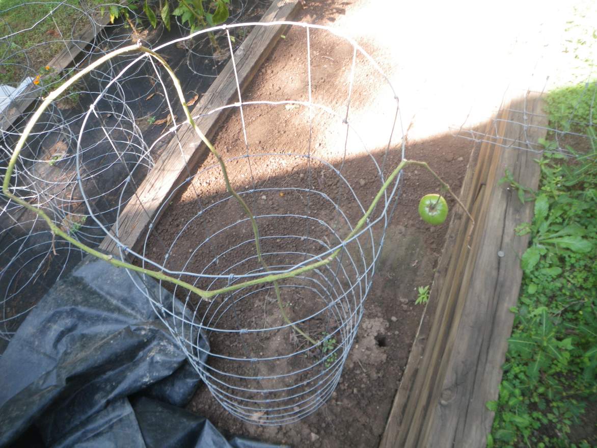 Solve Sorry tomato jigsaw puzzle online with 20 pieces