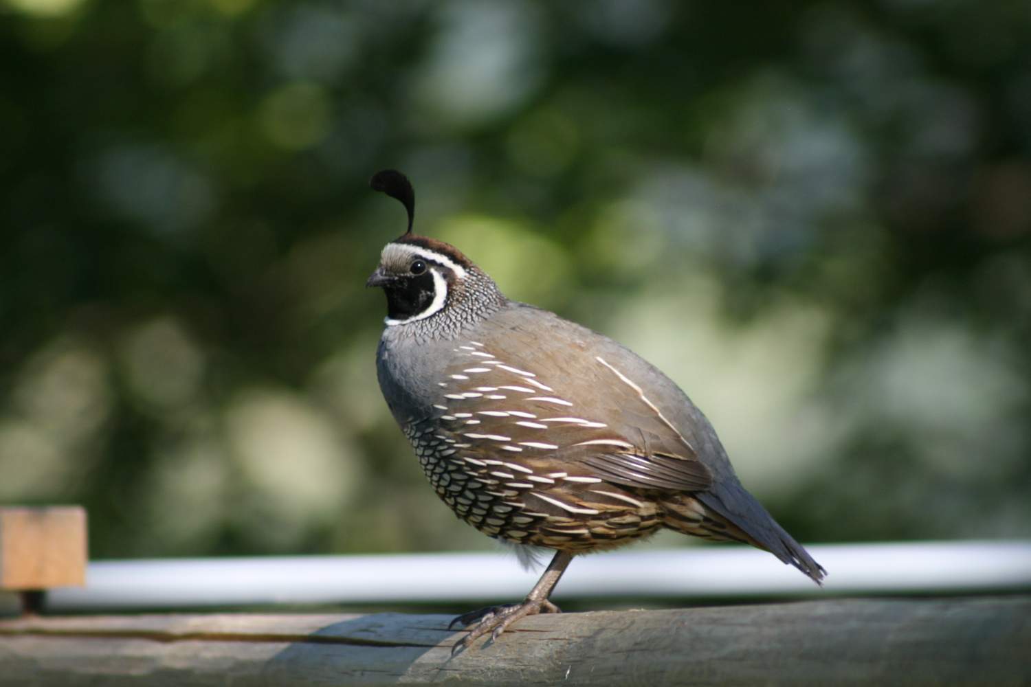Solve California Quail jigsaw puzzle online with 77 pieces
