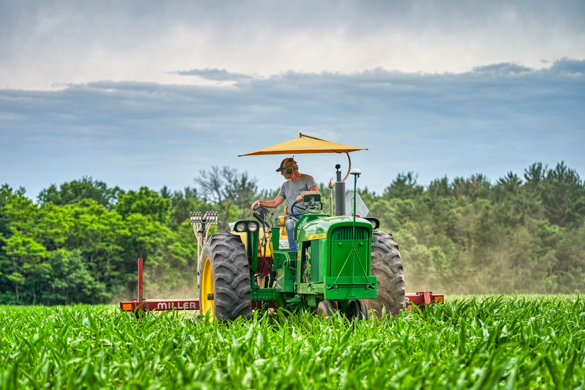Solve Tending to The Corn jigsaw puzzle online with 150 pieces