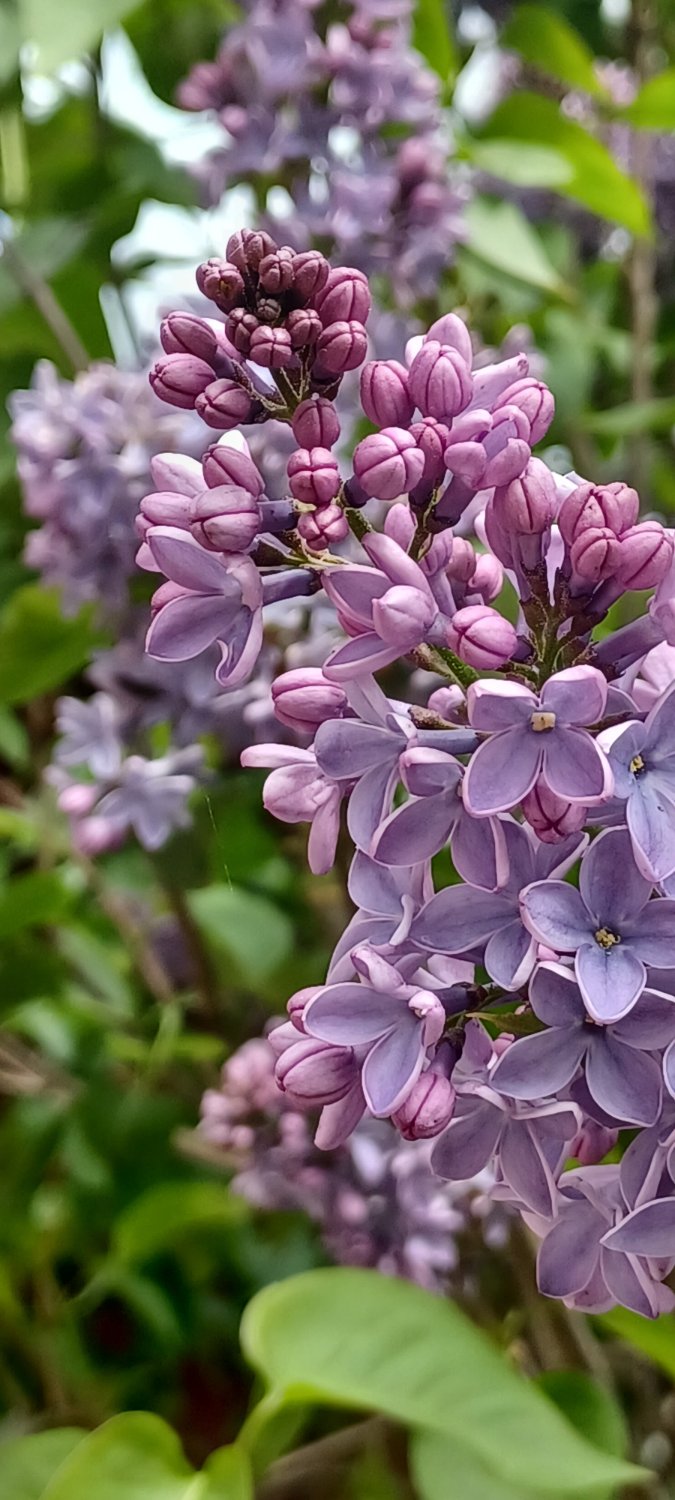 Solve Close up of lilac jigsaw puzzle online with 32 pieces