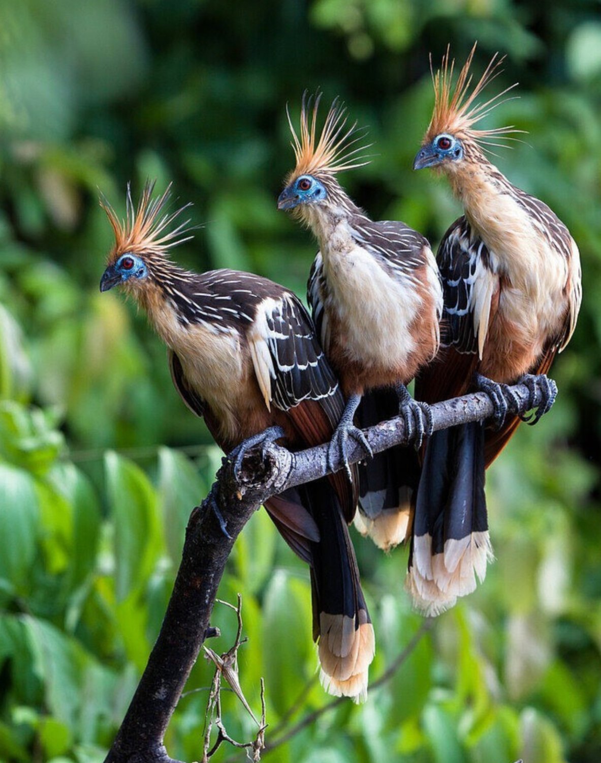 Solve Hoatzin aka Canje Pheasant jigsaw puzzle online with 80 pieces