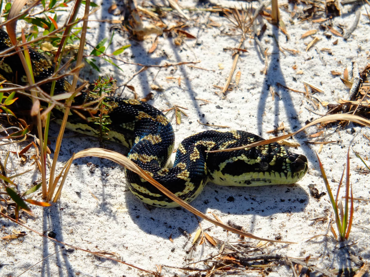 Solve Python jigsaw puzzle online with 108 pieces