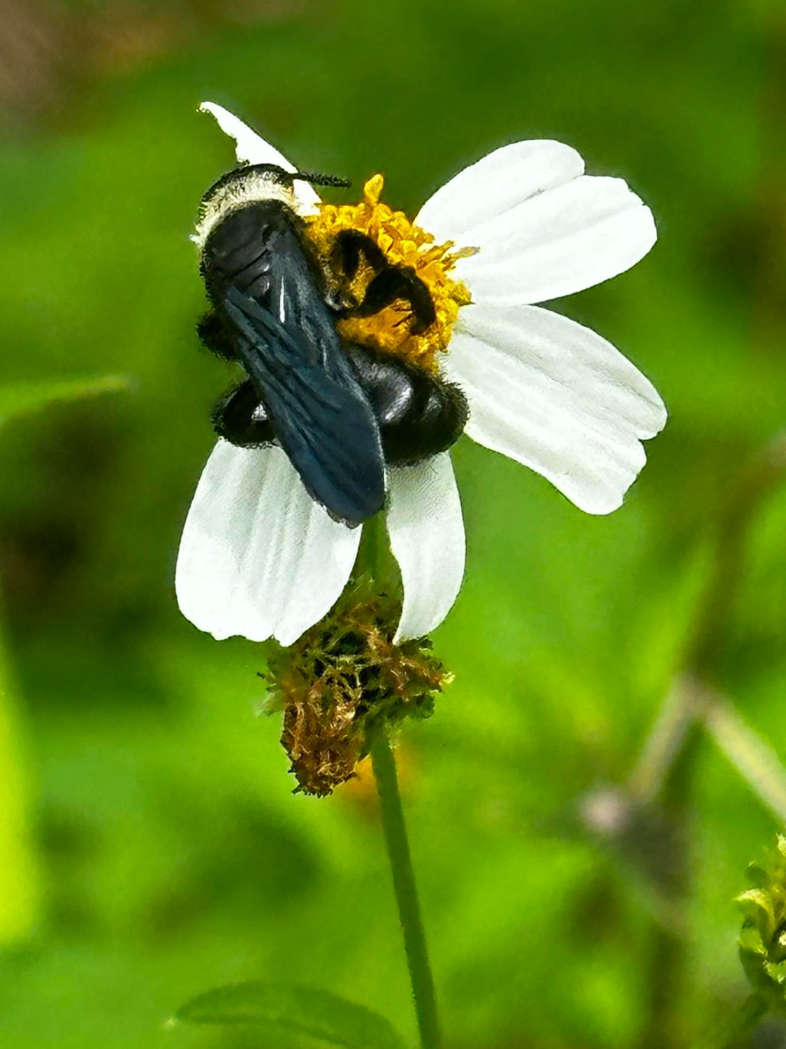 Solve a bug with a ruff jigsaw puzzle online with 80 pieces