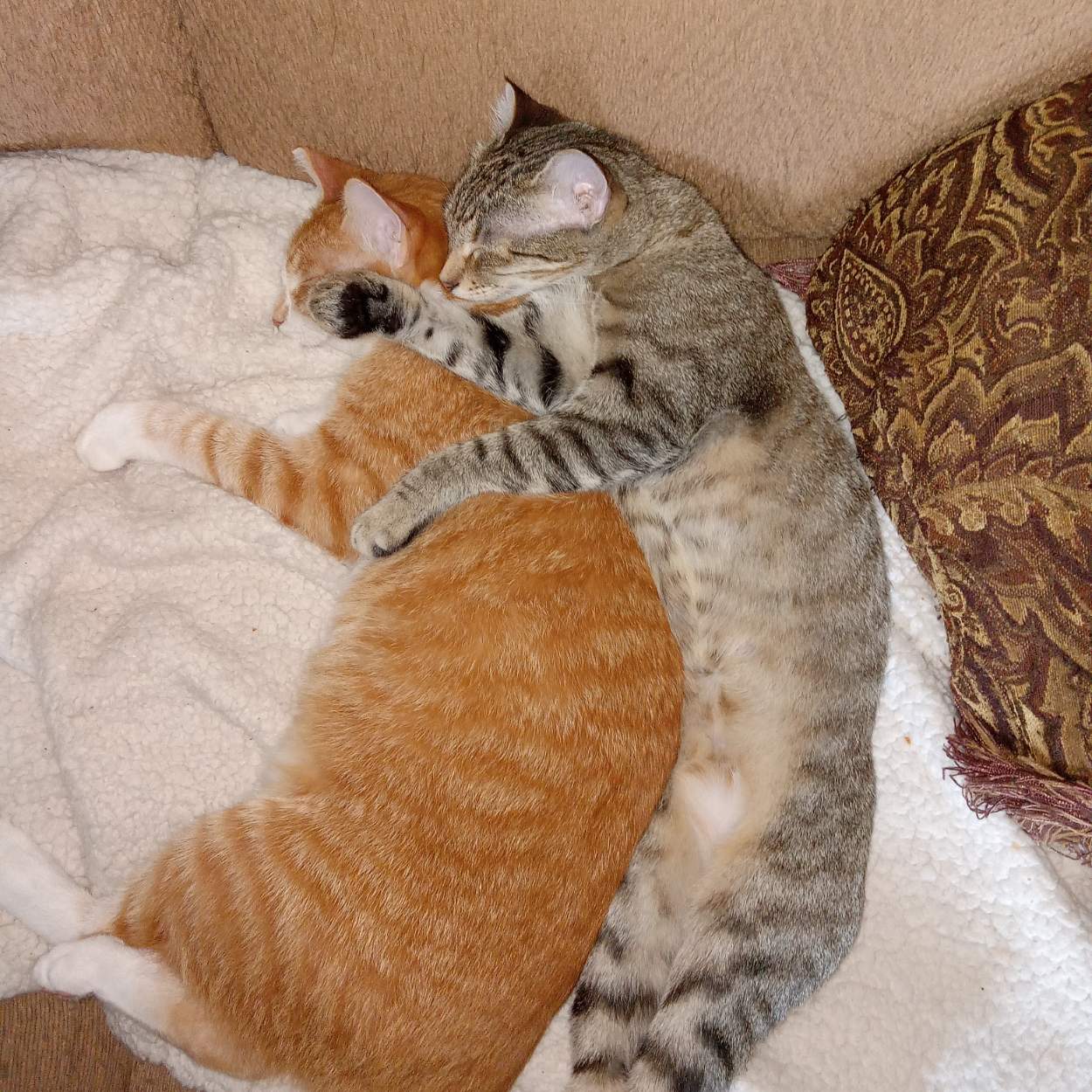 Solve Cheeto & Bambina, May '23 jigsaw puzzle online with 100 pieces