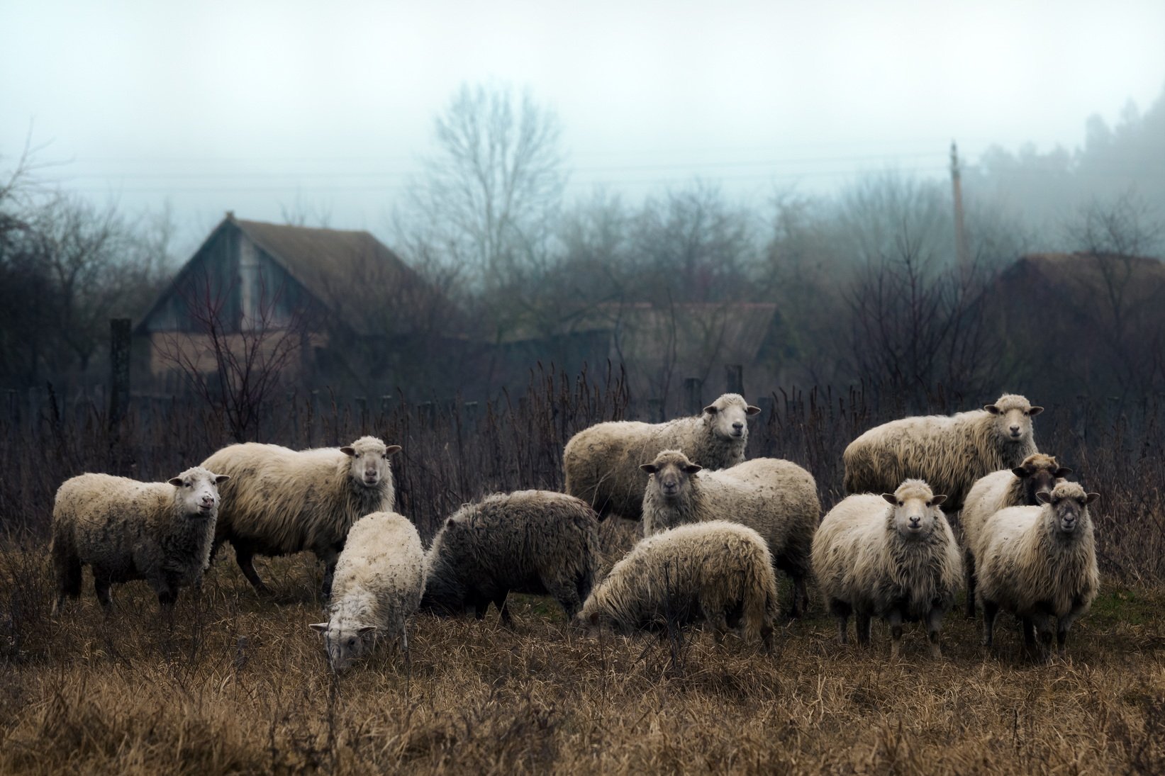 Solve Sheep jigsaw puzzle online with 150 pieces