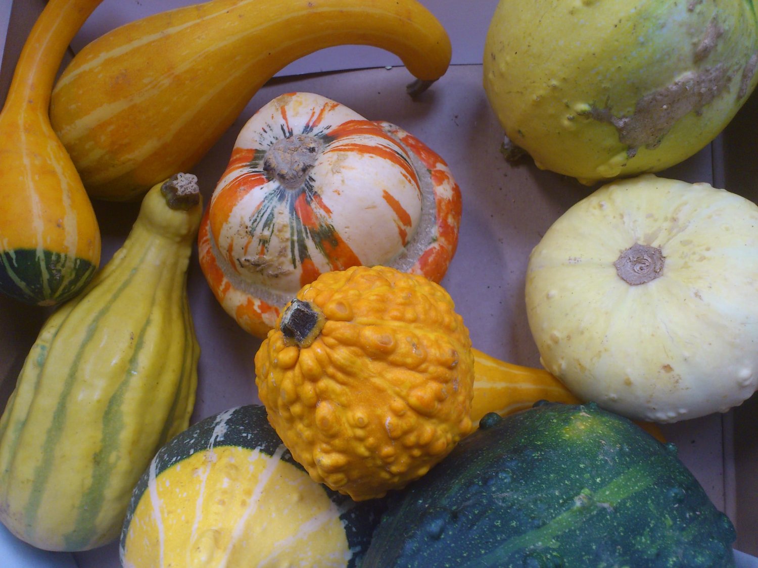 Jigsaw Puzzle | 35 pieces | Lots of squash | Jigidi