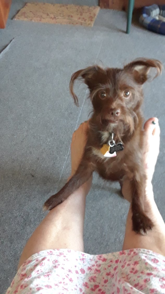 Solve Benji 3-3-25 jigsaw puzzle online with 15 pieces