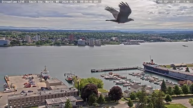 Solve crow jigsaw puzzle online with 60 pieces