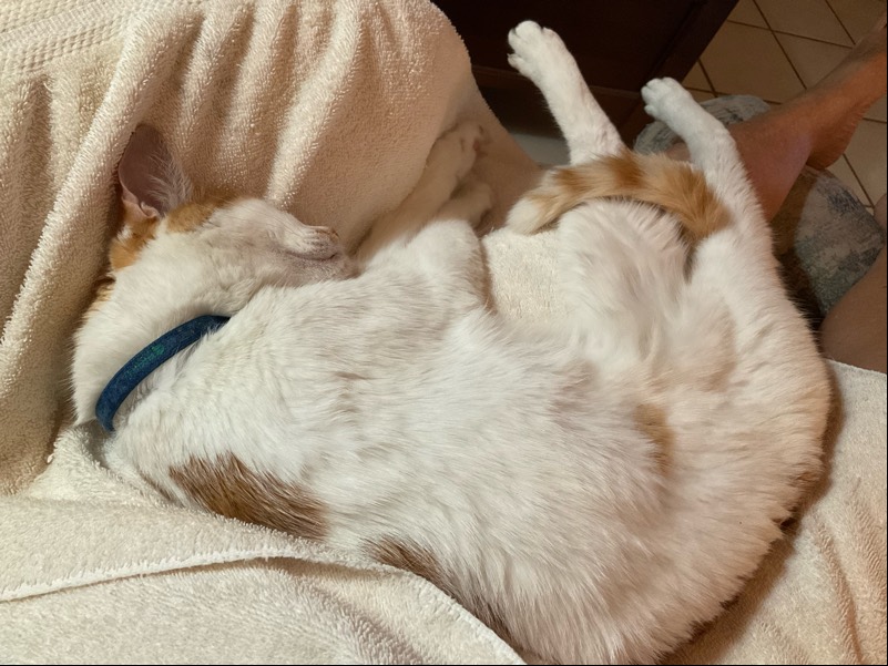 Solve He is relaxed jigsaw puzzle online with 12 pieces