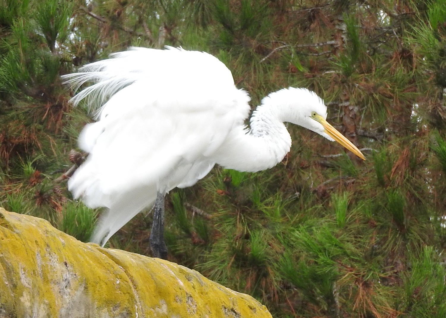 Solve Great Egret at the Zoo, San Diego, California jigsaw puzzle ...