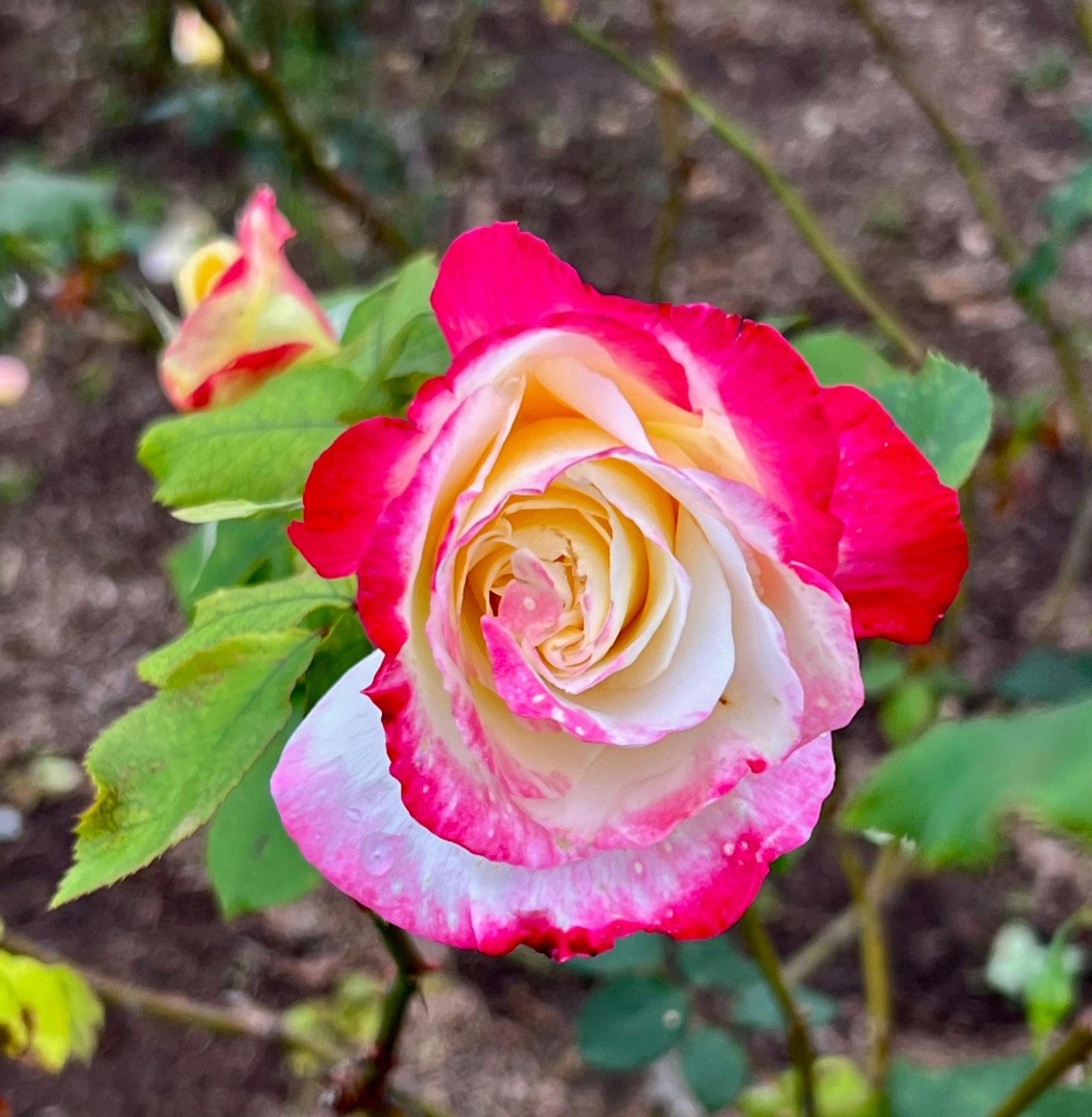 Jigsaw Puzzle | 289 pieces | Double Delight in rose garden | Jigidi