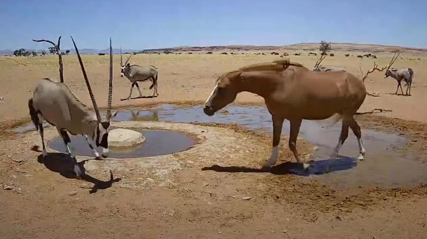 Jigsaw Puzzle | 66 pieces | Horse scaring oryx away | Jigidi