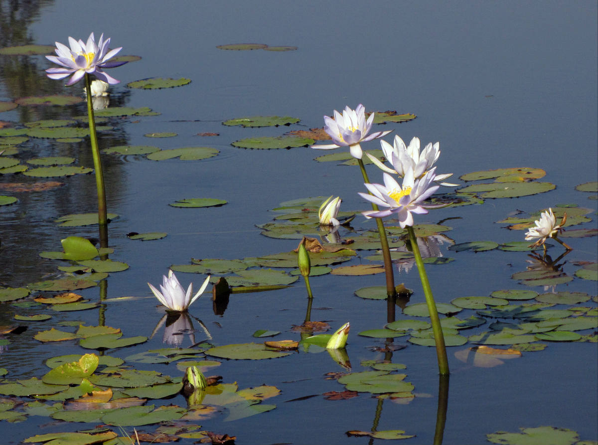 Solve Keep River Wetlands, W. Australia jigsaw puzzle online with 108 ...