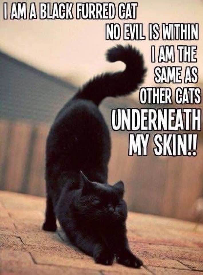 Solve Black Cat Fur jigsaw puzzle online with 35 pieces