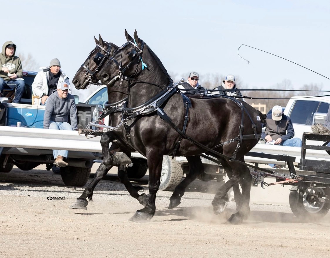 Solve friese paarden jigsaw puzzle online with 252 pieces