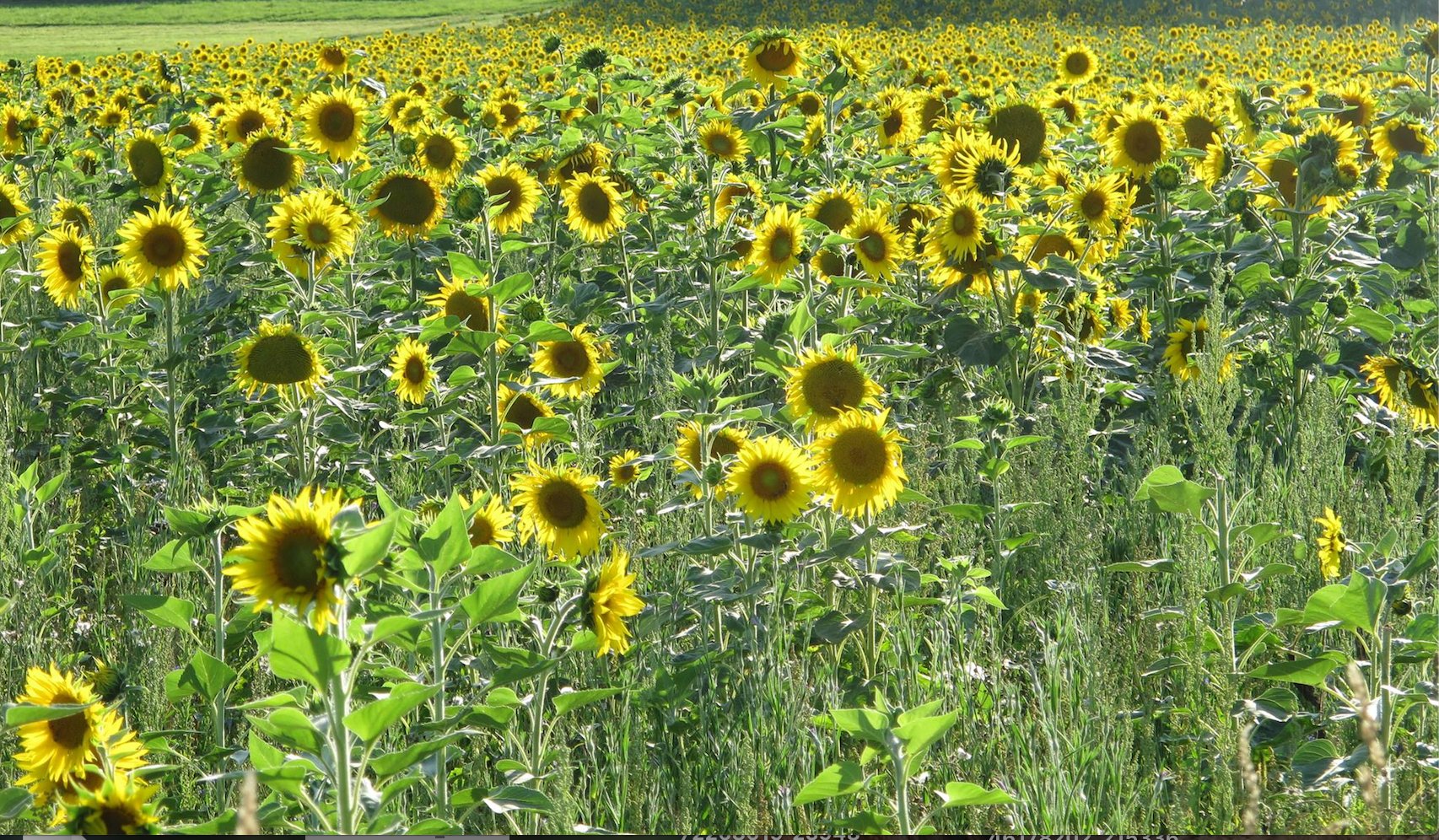 Solve My favorite one jigsaw puzzle online with 350 pieces