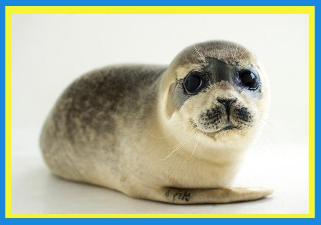 Solve harbour seal pup jigsaw puzzle online with 70 pieces