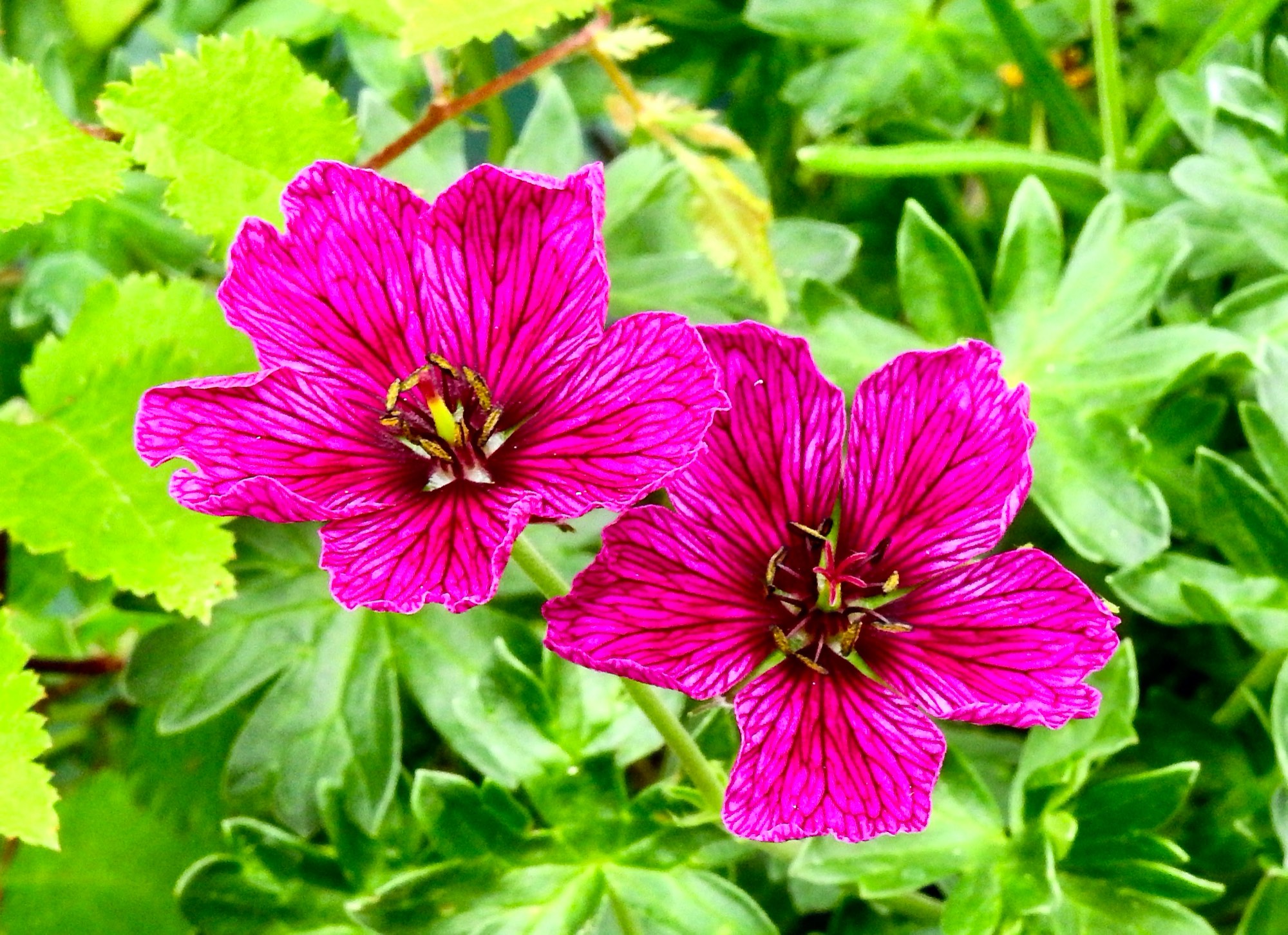 Solve Geranium jigsaw puzzle online with 108 pieces
