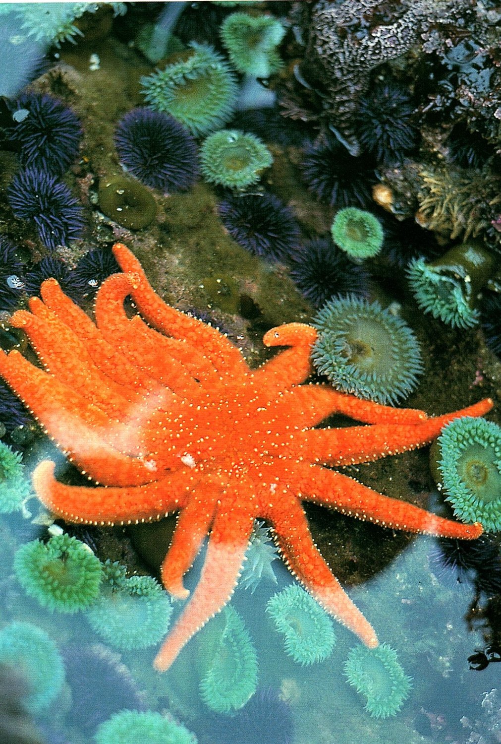 Solve Tidepool jigsaw puzzle online with 150 pieces
