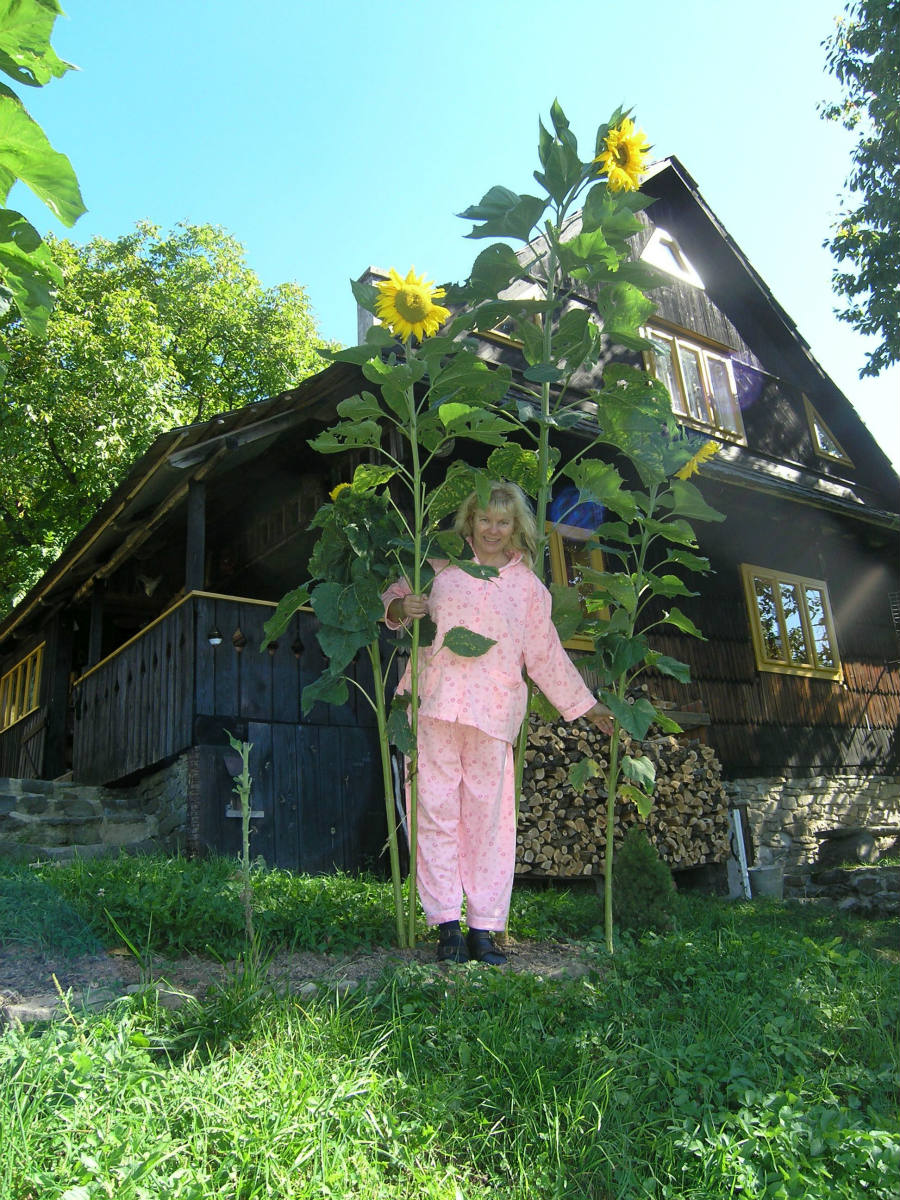 Solve Slunecnice jigsaw puzzle online with 165 pieces