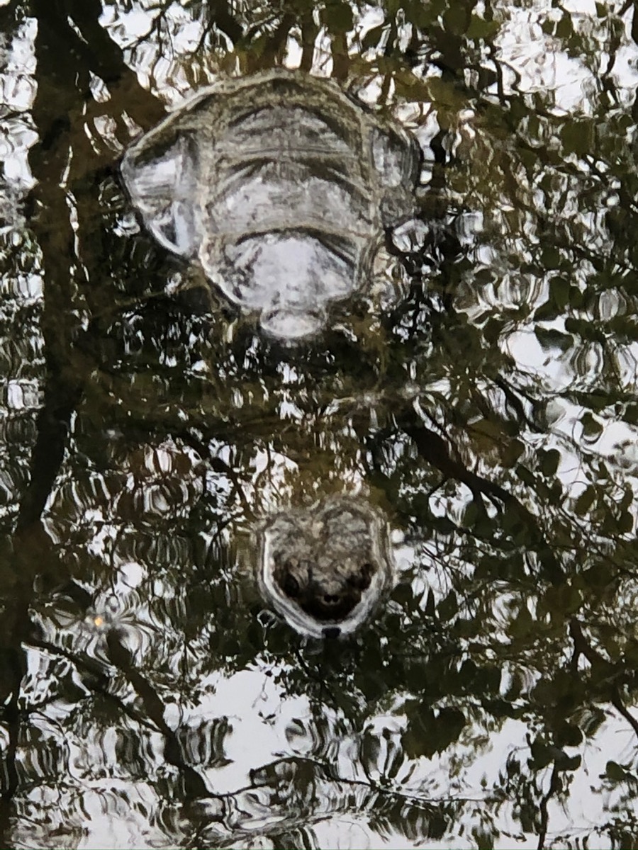 Solve SO WE FOUND HIM (small snapper) PULLED UP TO CURB OF MARSH jigsaw ...