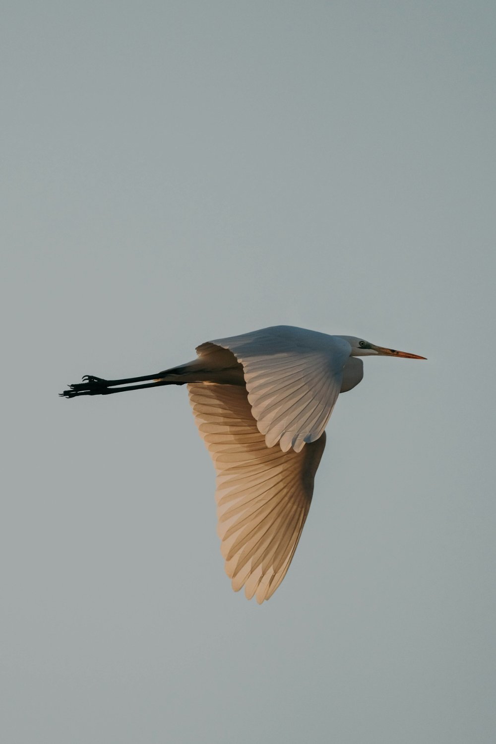 Solve Flight. Egret. jigsaw puzzle online with 40 pieces