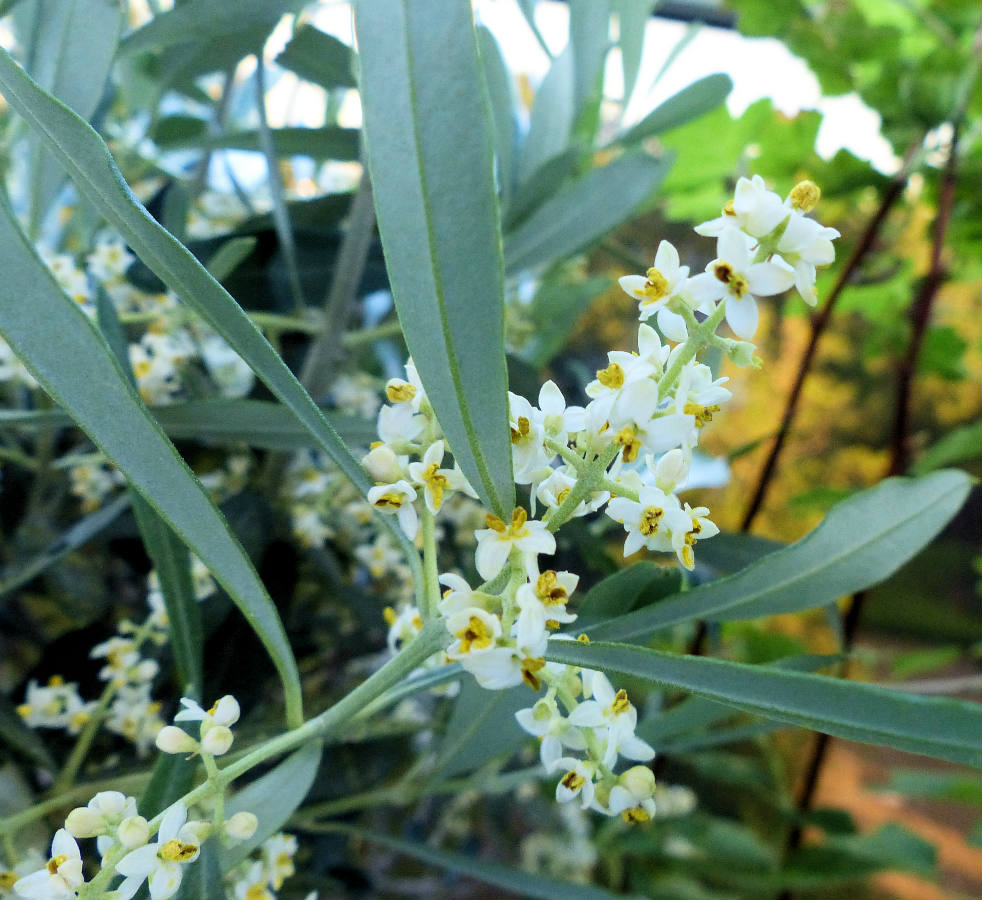 Solve blossoms in my olive tree jigsaw puzzle online with 56 pieces