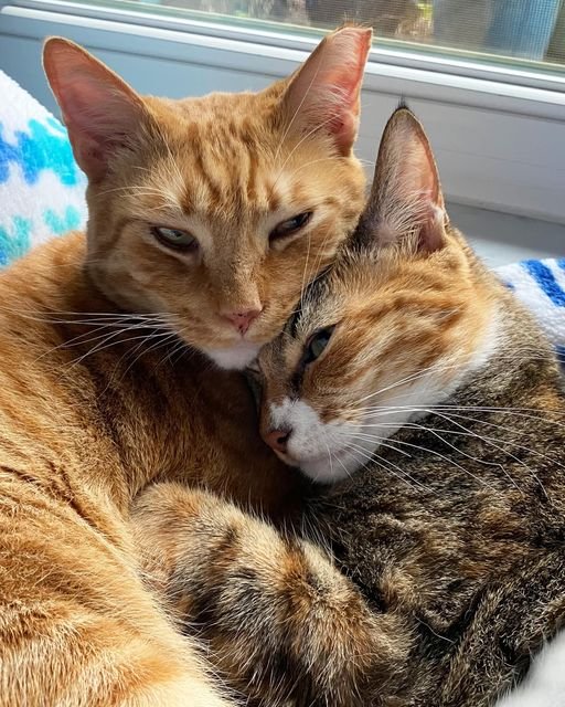 Solve Bond and Calypso jigsaw puzzle online with 80 pieces