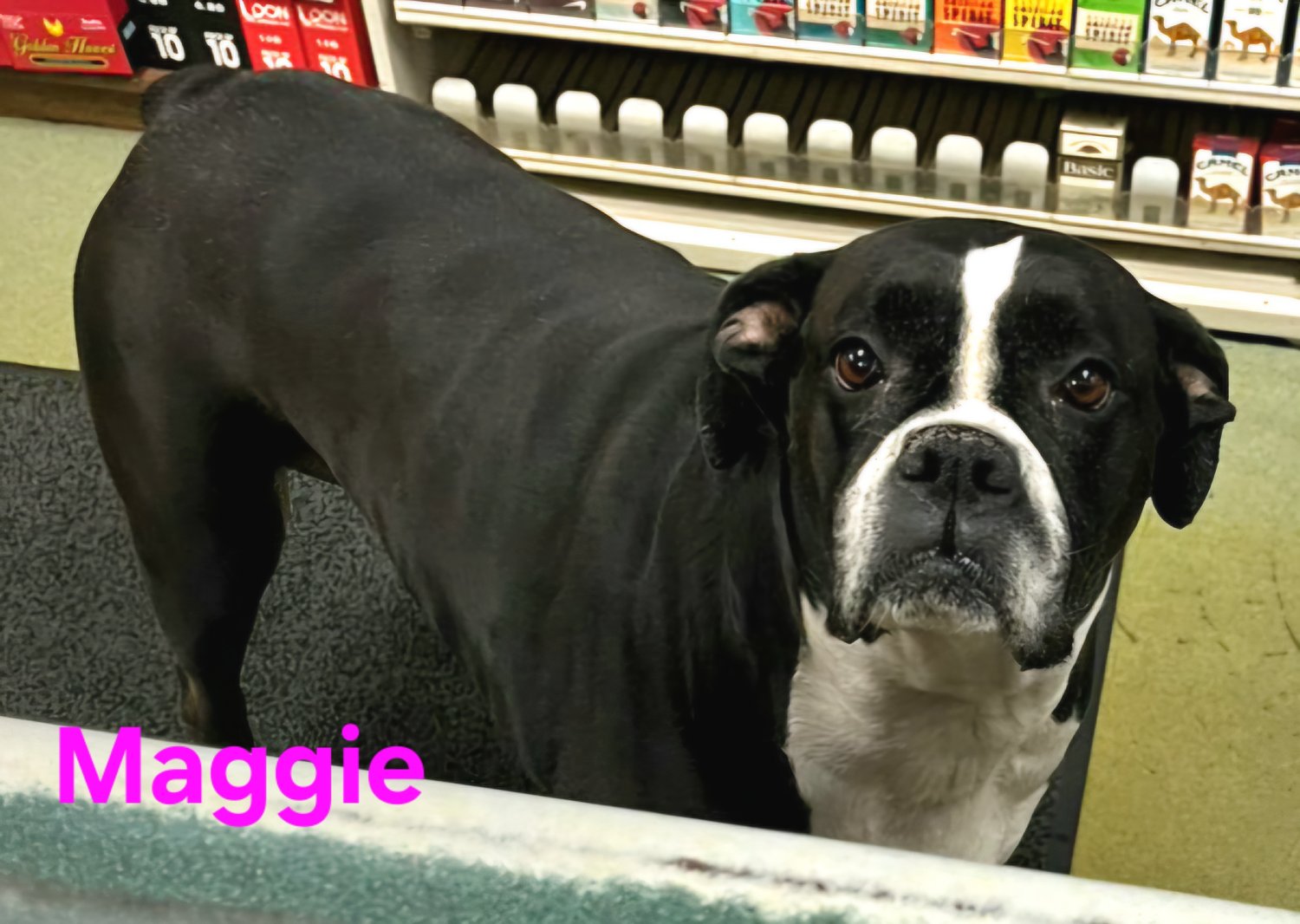 Solve Maggie of Richford VT jigsaw puzzle online with 24 pieces