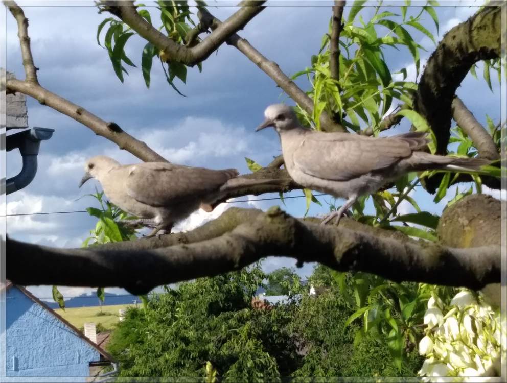 Solve Young lovebirds - Mladé hrdličky jigsaw puzzle online with 12 pieces