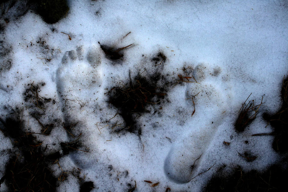 Solve Big Foot seen in Massachusetts jigsaw puzzle online with 35 pieces