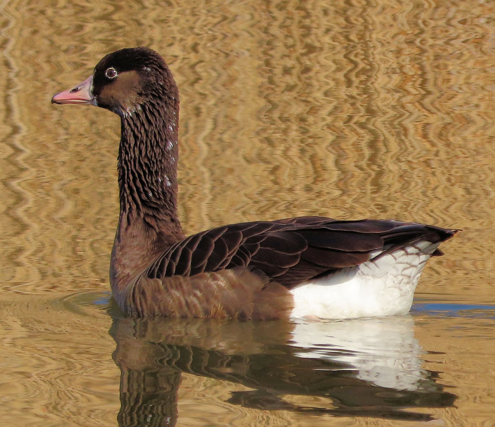 Solve hybrid goose (bastaard gans) jigsaw puzzle online with 56 pieces