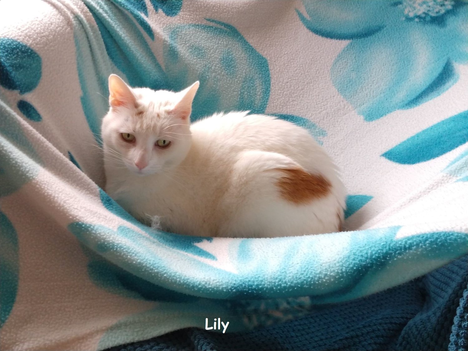 Solve Remembering Lily 0750 - You build another tent and Lily made it ...