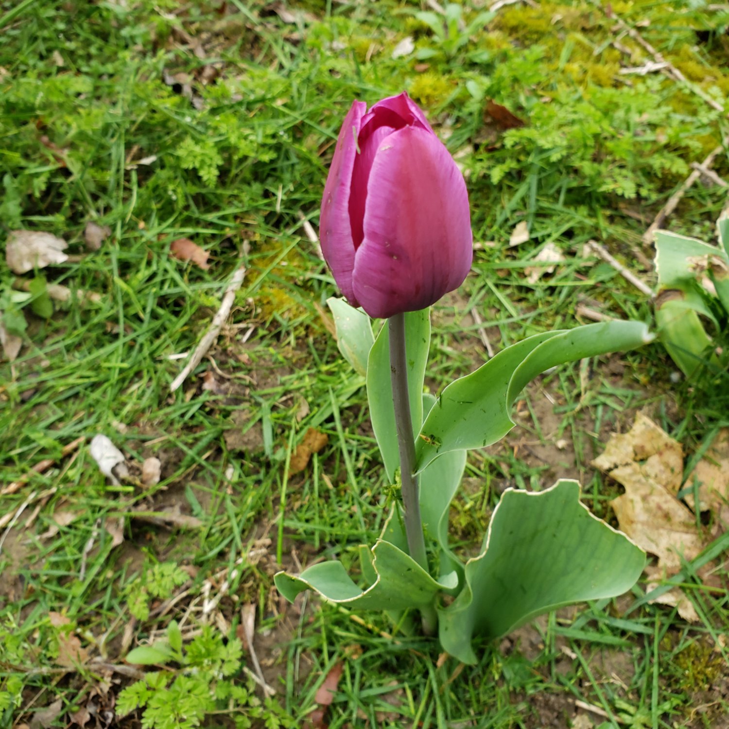 Solve Lone Tulip jigsaw puzzle online with 64 pieces
