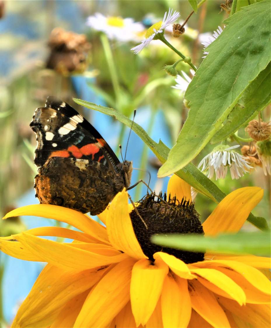 Solve Vanessa Atalanta butterfly / Admiraal vlinder. jigsaw puzzle ...