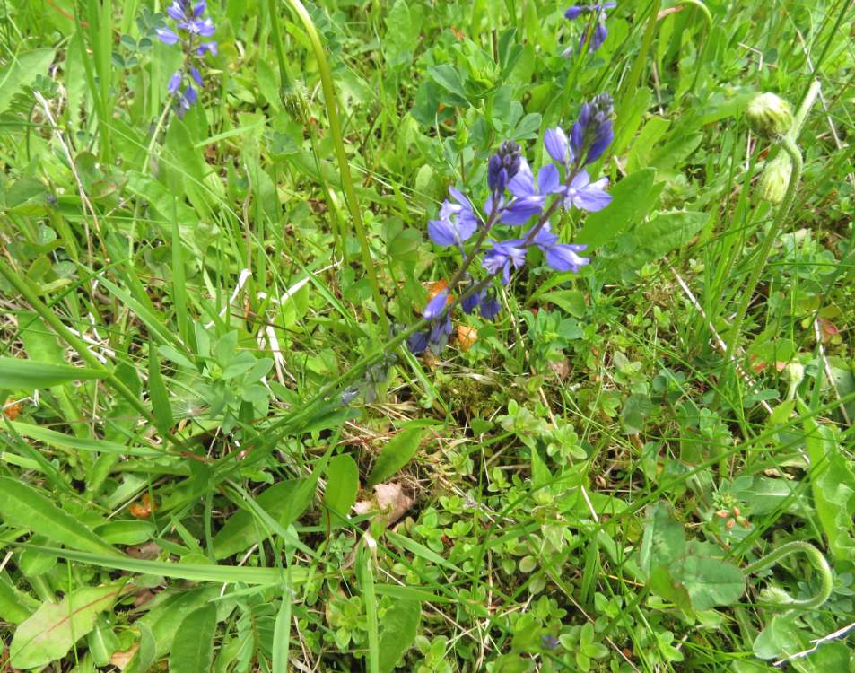 Solve Vítod obecný u Prášil jigsaw puzzle online with 12 pieces