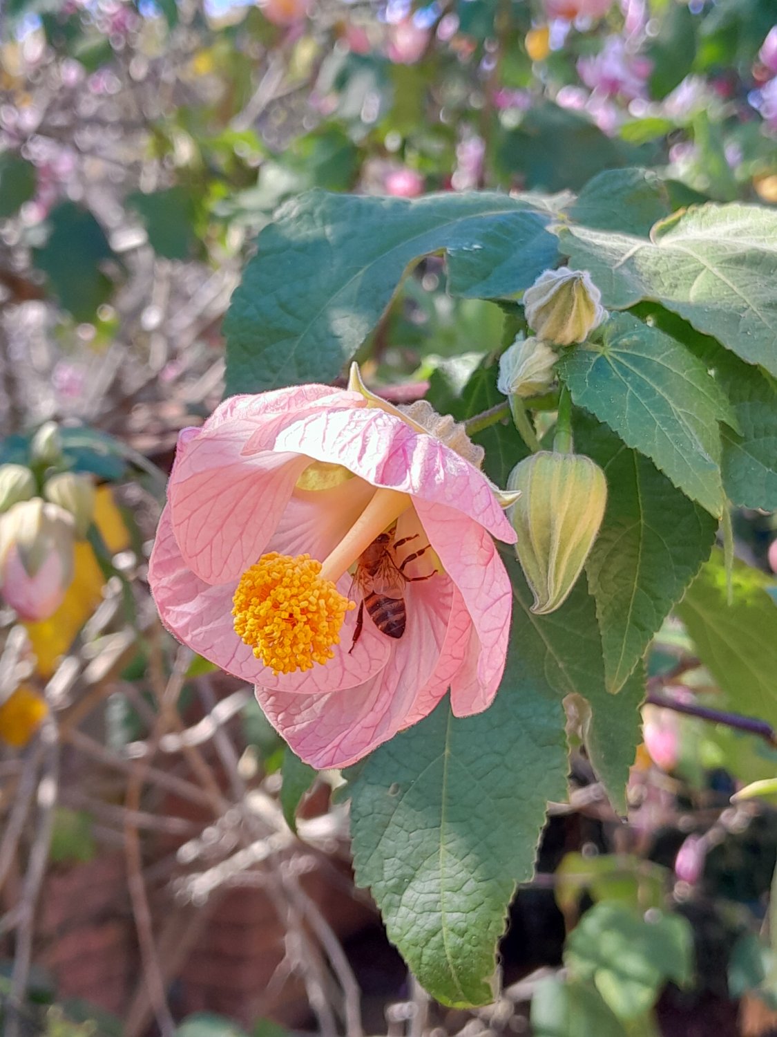 Solve Bees jigsaw puzzle online with 88 pieces