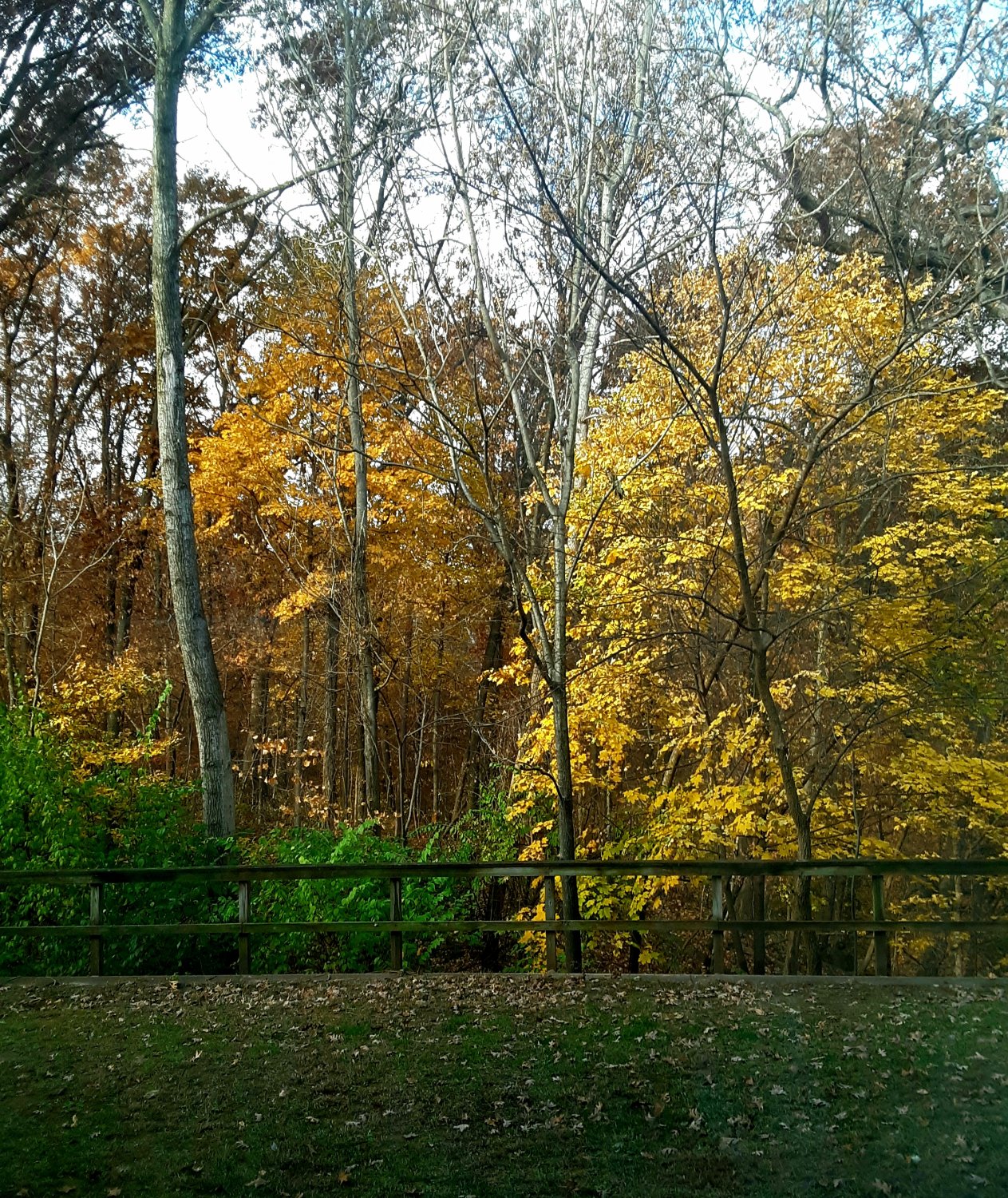 Solve Autumn trees jigsaw puzzle online with 80 pieces