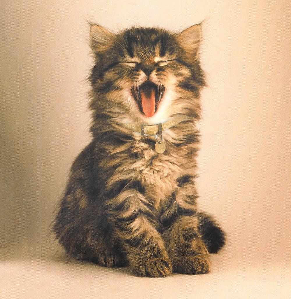 Solve Laughing Kitty jigsaw puzzle online with 196 pieces